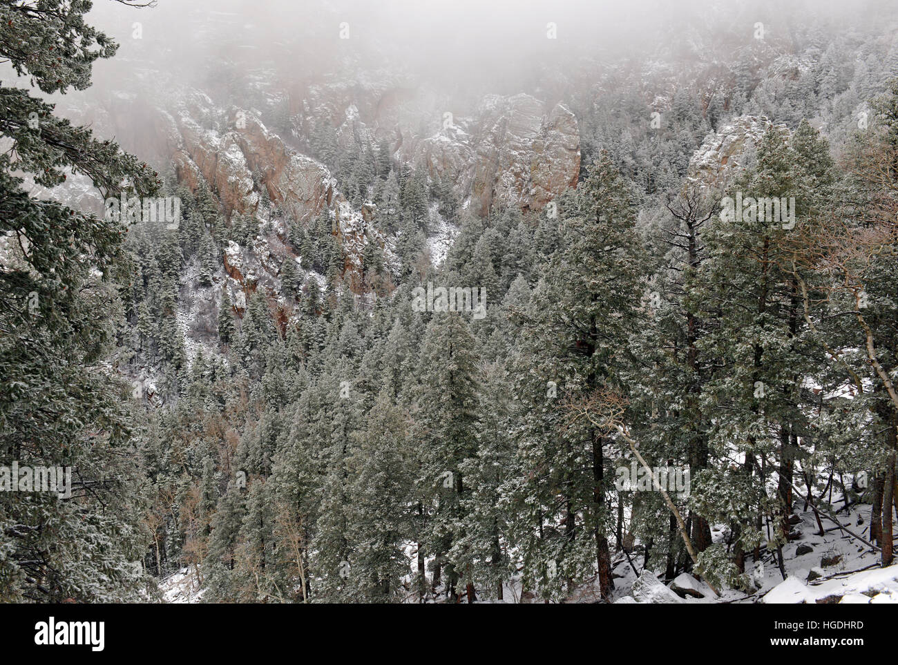 Vibrant colors of Alpine forest landscape with snow, Sandia Mountains ...