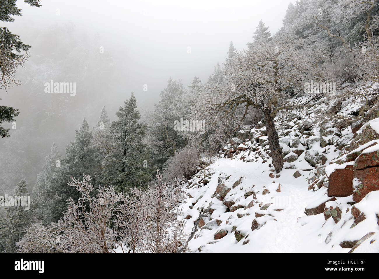 Vibrant colors of Alpine forest landscape with snow, Sandia Mountains ...