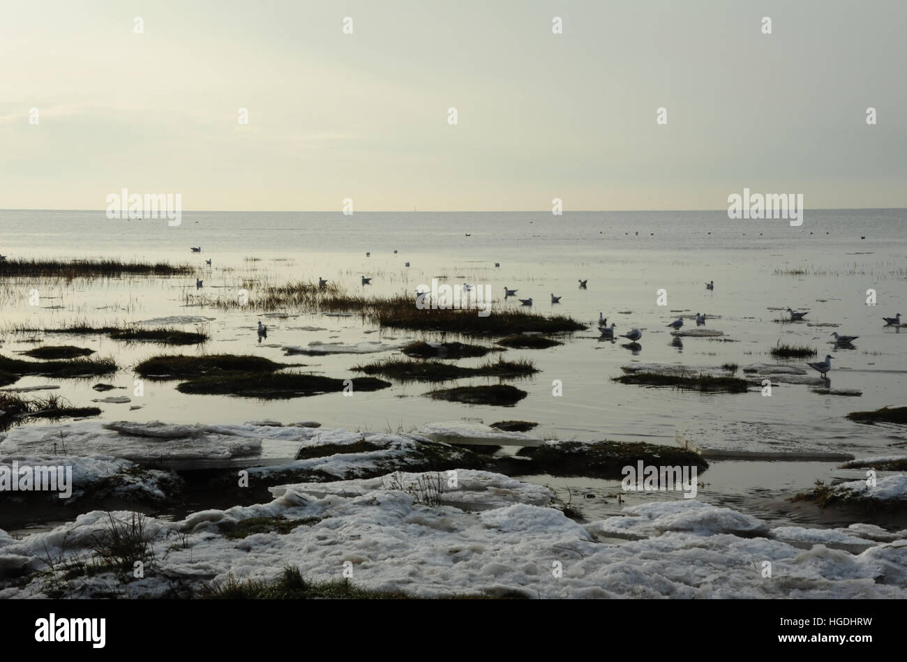 Land-fast sea ice towards calm seawater with seagulls, end of saltmarsh ...