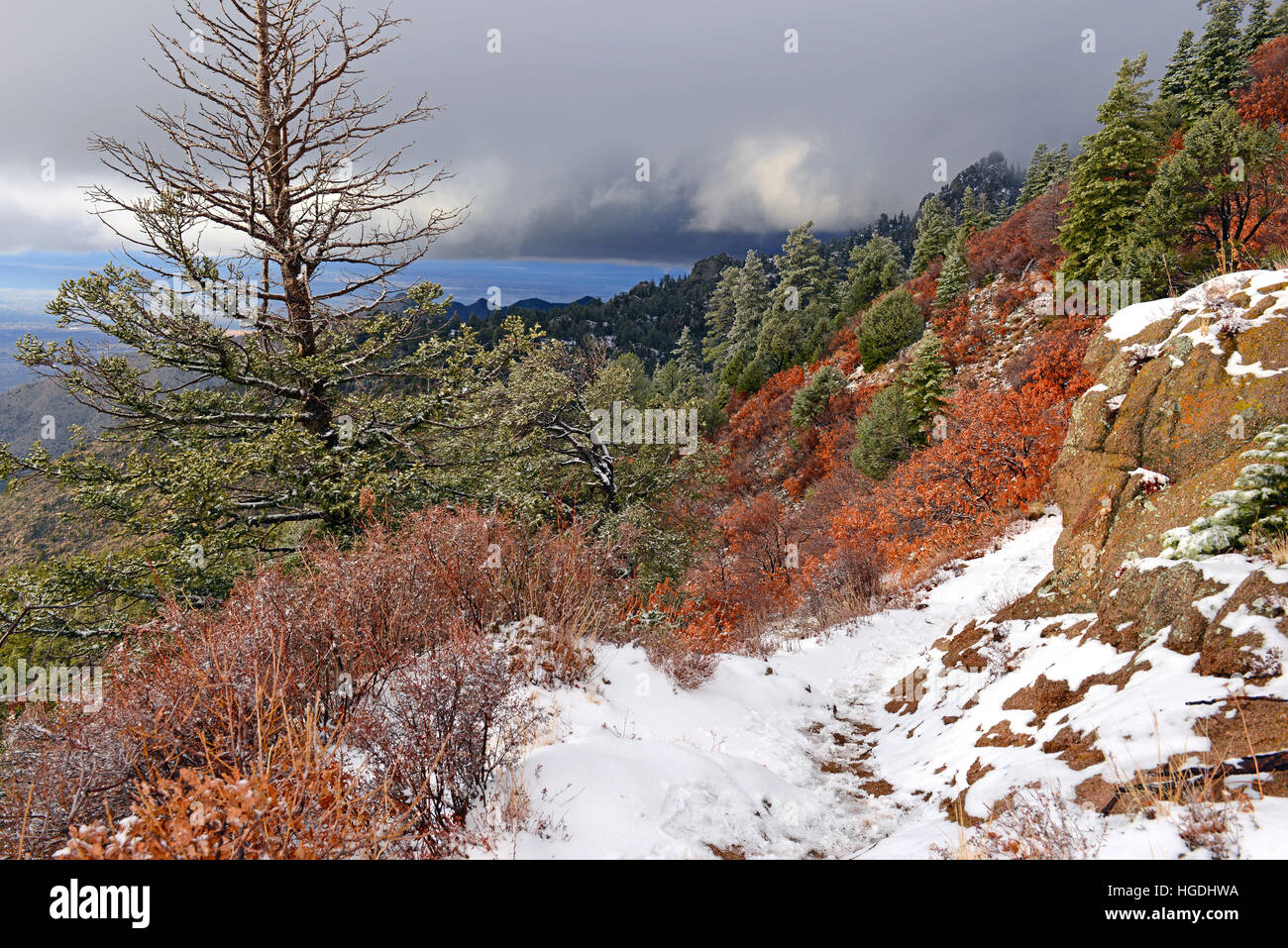 Vibrant colors of Alpine forest landscape with snow, Sandia Mountains ...