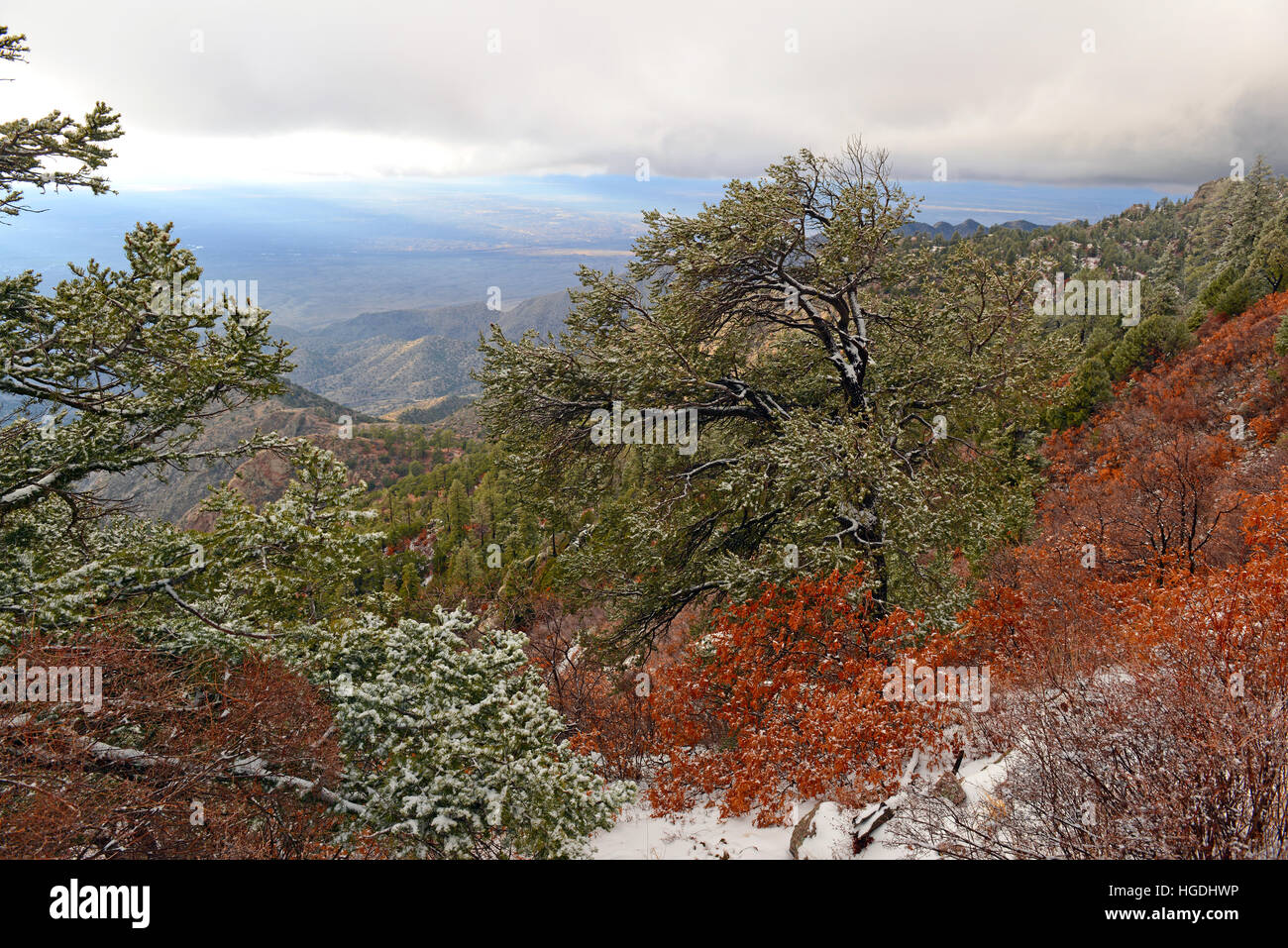 Vibrant colors of Alpine forest landscape with snow, Sandia Mountains ...