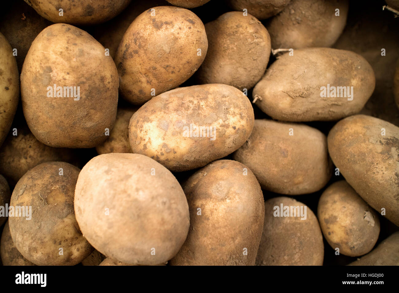 The versatile all rounder potato Maris Piper straight out of the ground ...