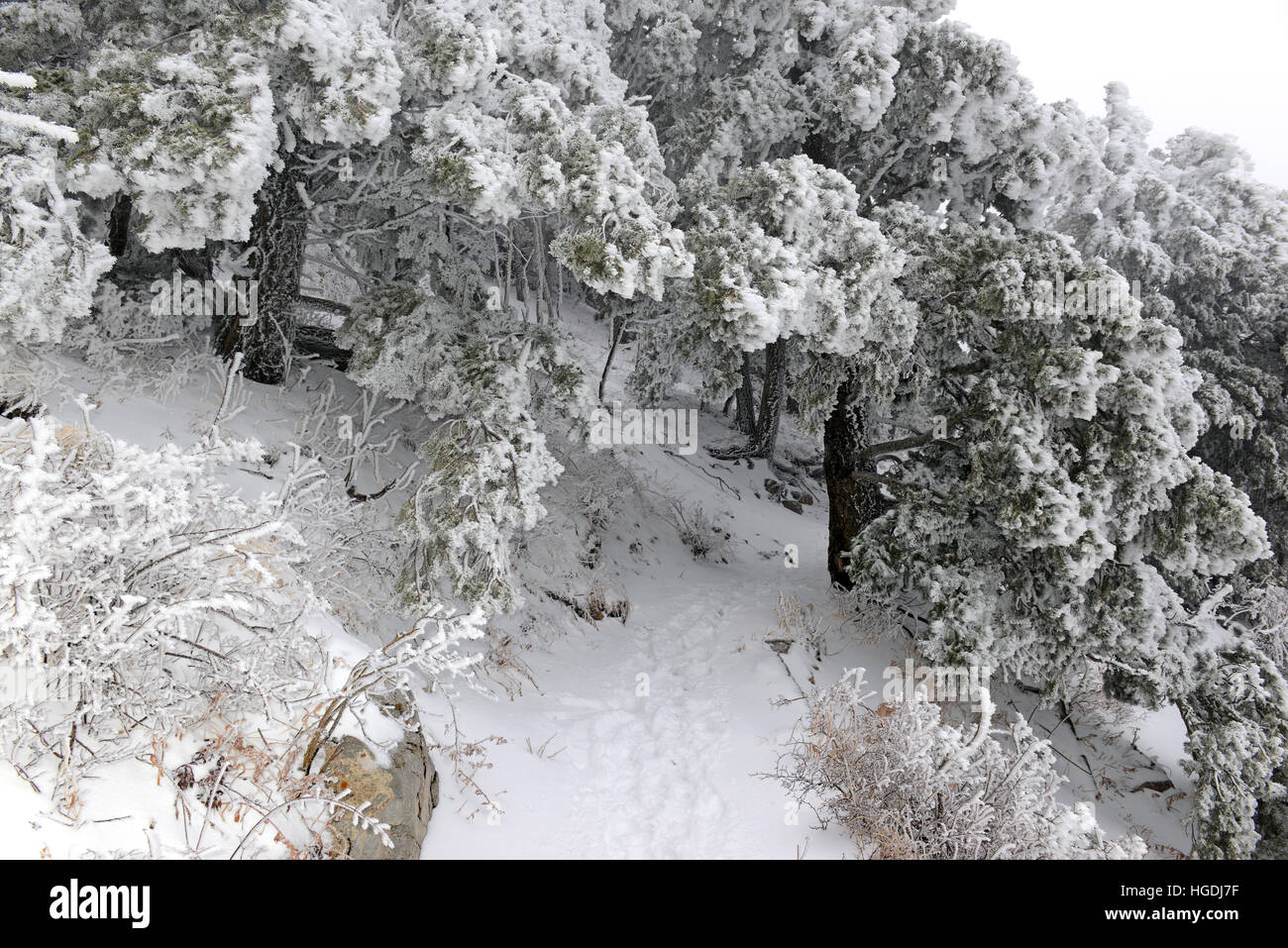 Frozen landscape of ice and snow in the Sandia Mountains after winter ...