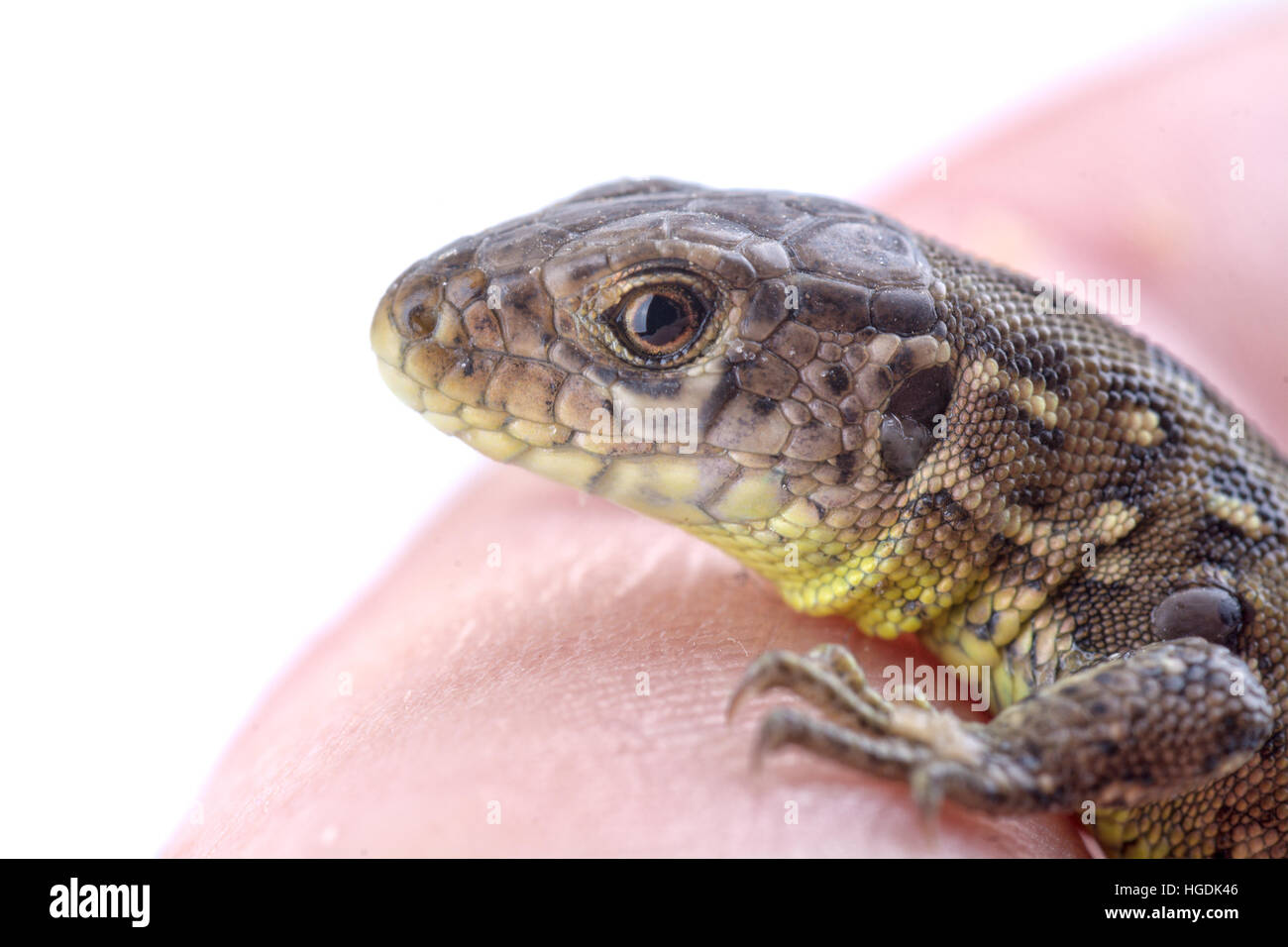 A lizard on a human finger isolated on a white background Stock Photo ...