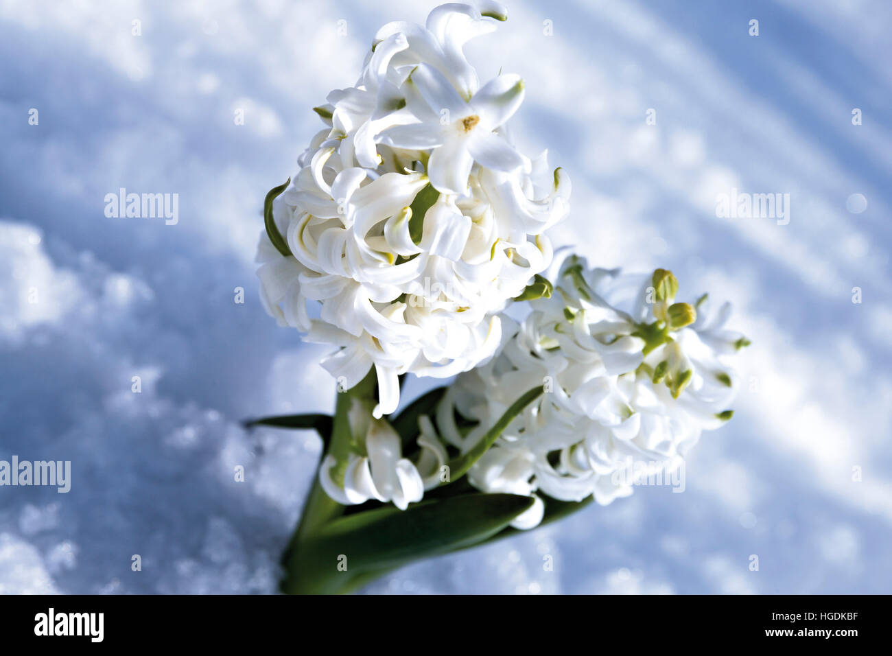 Varieties of grape hyacinths hi-res stock photography and images - Alamy