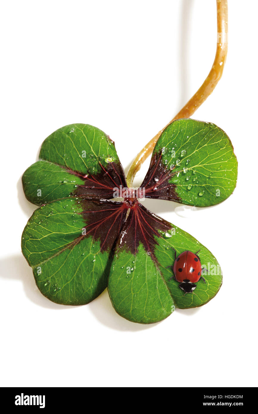 Lucky four-leaf clover with ladybug Stock Photo - Alamy