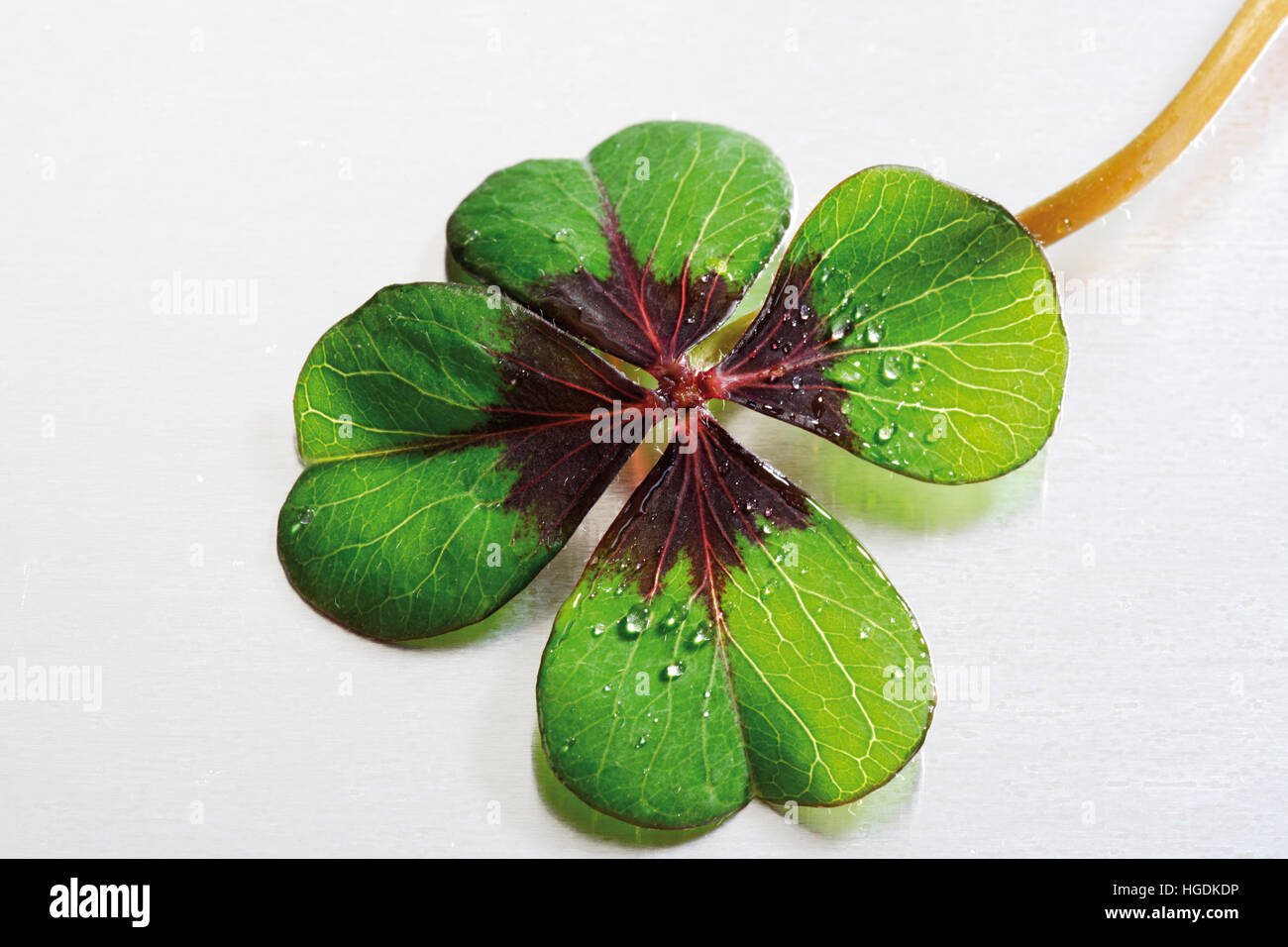 Lucky four-leaf clover Stock Photo - Alamy