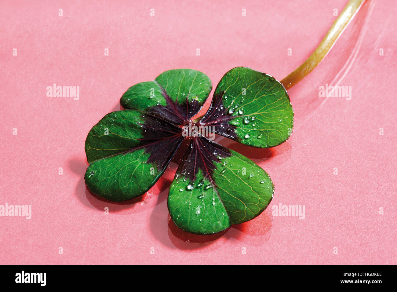 Lucky four-leaf clover Stock Photo - Alamy