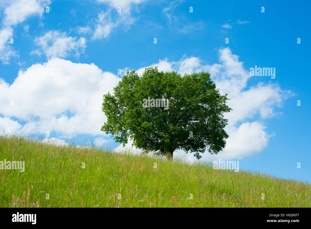 Solitary English oak (Quercus robur) in a meadow, spring, Thuringia ...