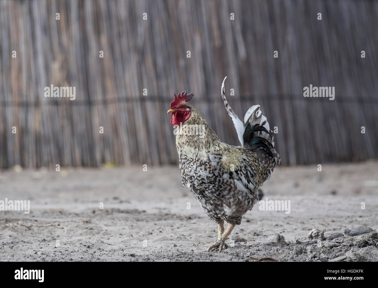 Side view rooster hi-res stock photography and images - Alamy