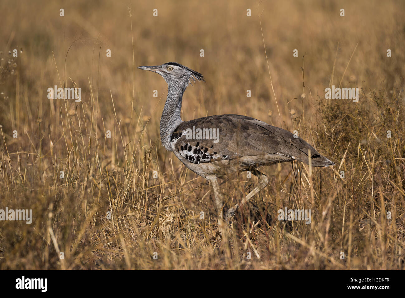 Kori bustard (Ardeotis kori) in dry grass, largest flying bird native ...