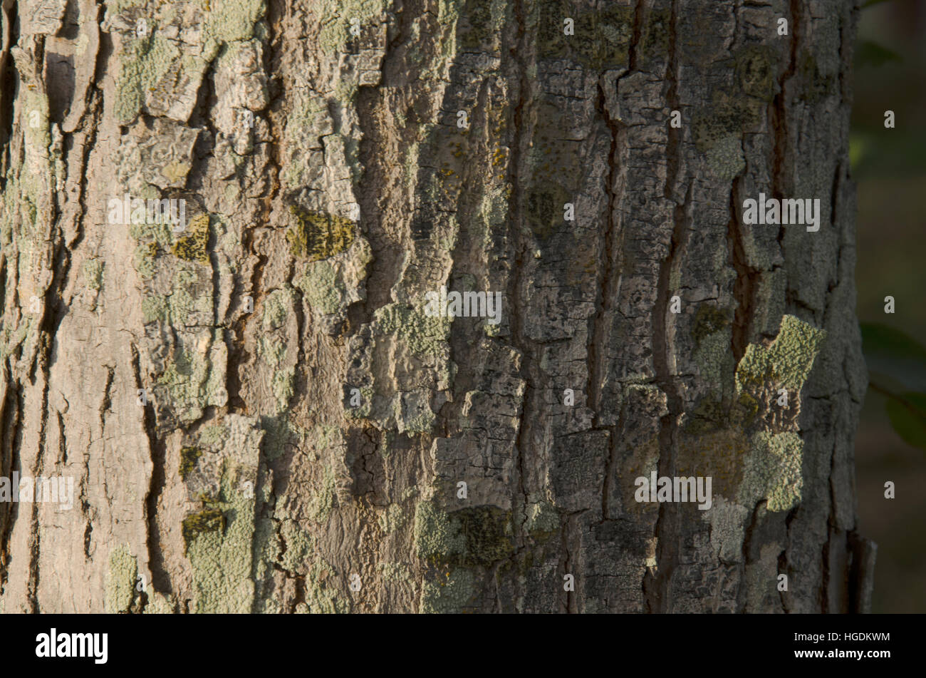 Bark of big tree showing texture background Stock Photo - Alamy