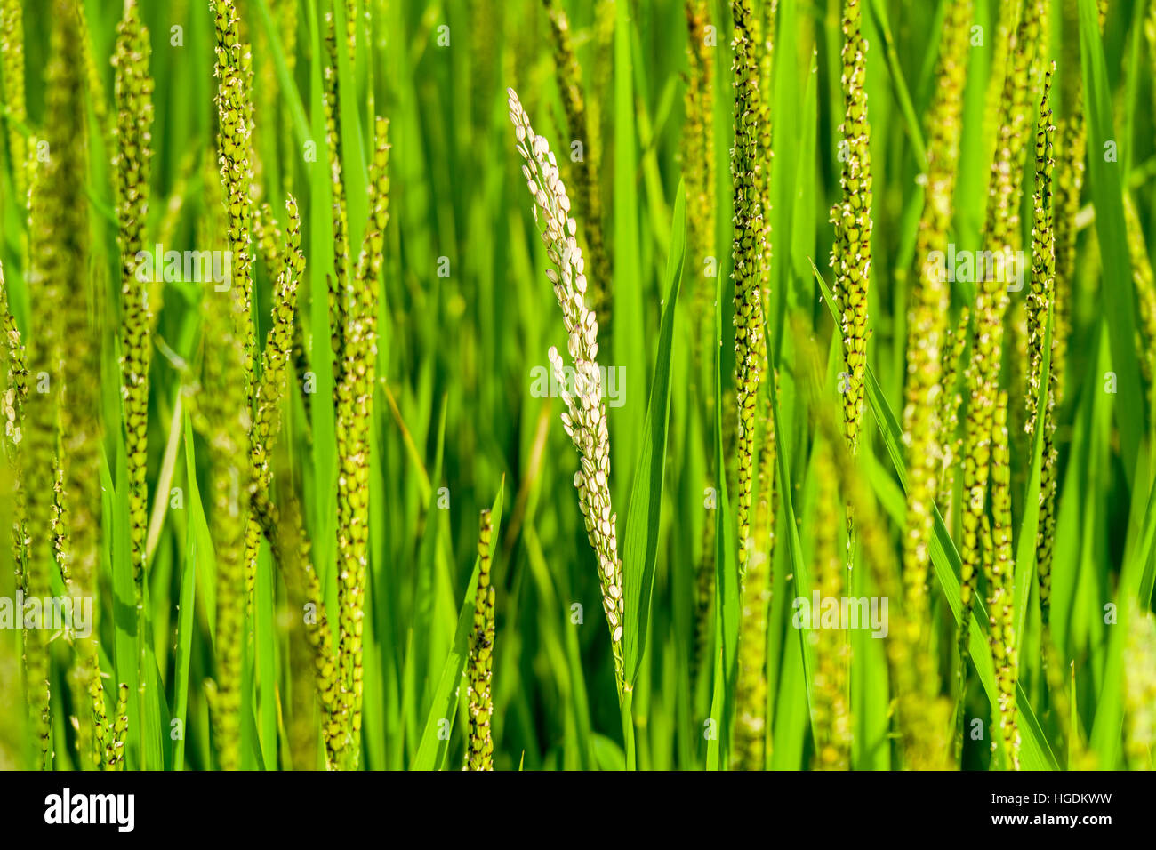Rice panicles are growing high, Pame, Kaski District, Nepal Stock Photo ...