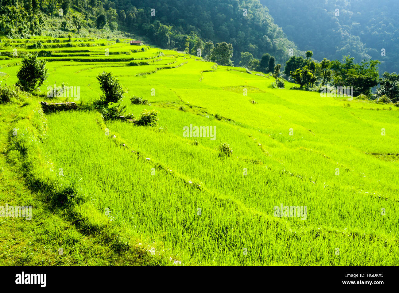 Agricultural landscape with green rice fields, Upper Harpan Khola ...