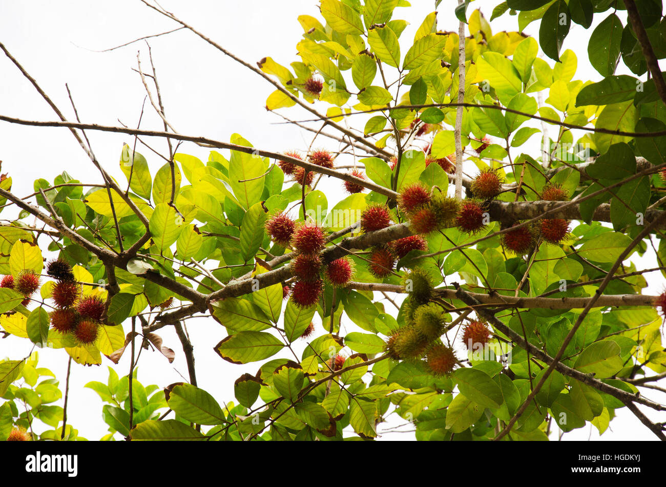 Rambutan fruits on tree at outdoor Stock Photo - Alamy