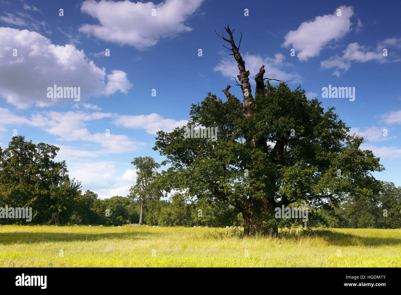 650 year old oak tree, summer, Middle Elbe Biosphere Reserve, Dessau ...