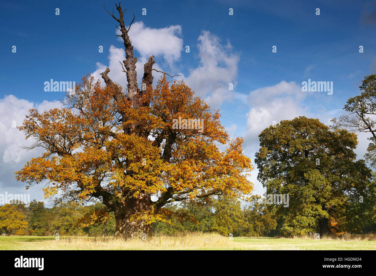 Old autumn tree hi-res stock photography and images - Alamy