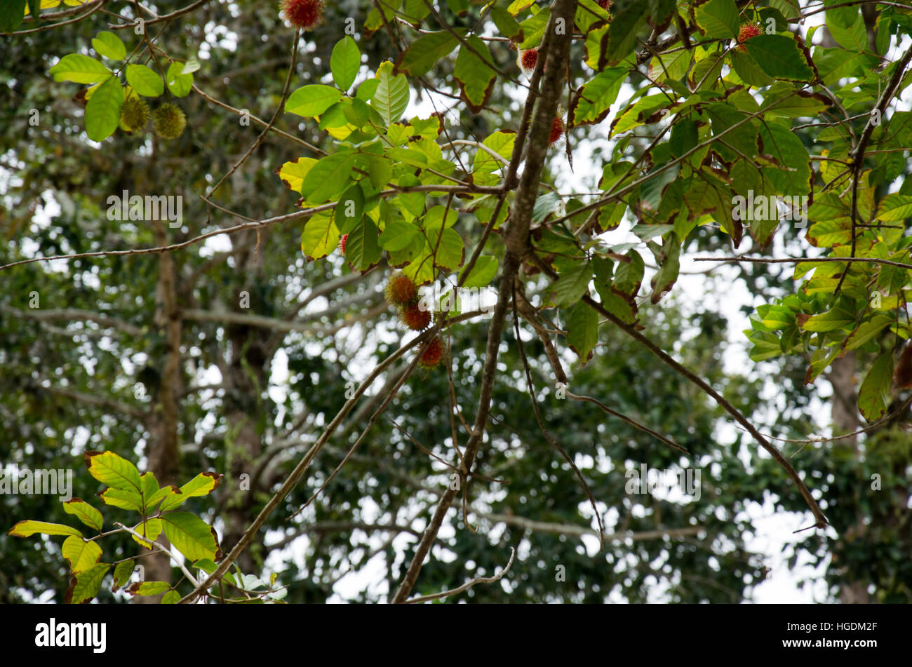 Red rambutan leaves on tree hi-res stock photography and images - Alamy