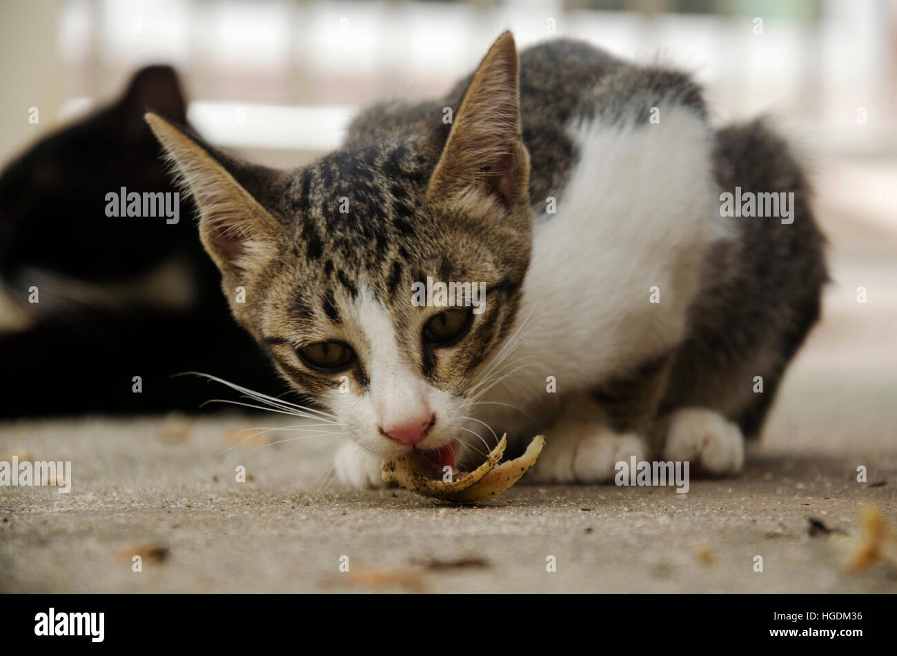 Domestic thai cat eating food on floor at outdoor Stock Photo - Alamy