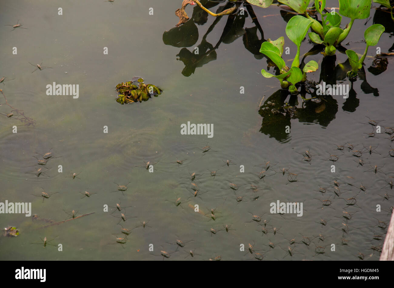 Water Striders or Pond Skaters or Gerridae or jesus bugs walking and ...