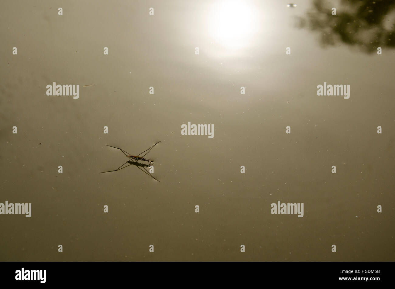 Water Striders or Pond Skaters or Gerridae or jesus bugs walking and ...