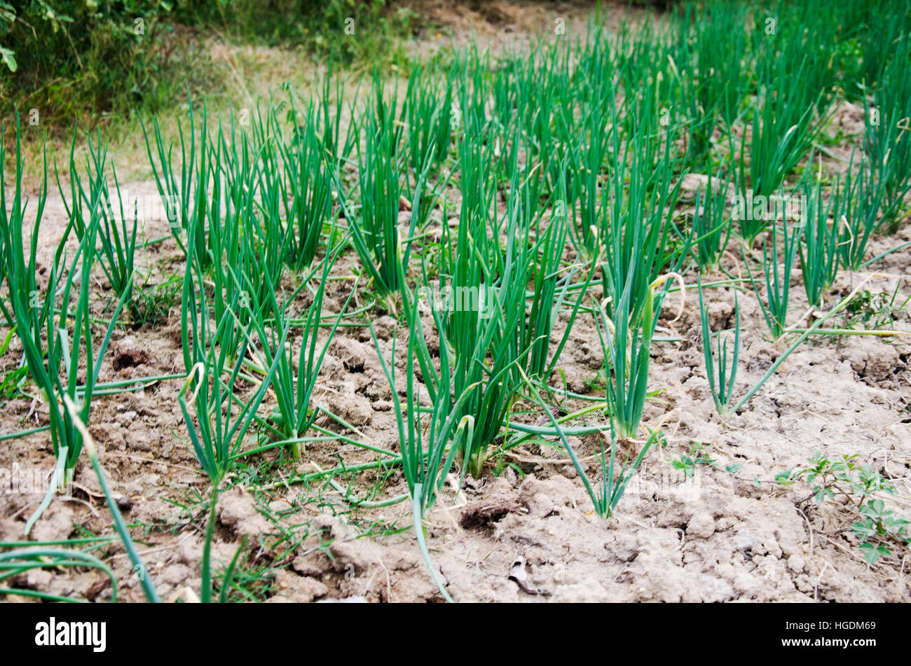 Agriculture farming spring onion or leek plant in plantation vegetable ...