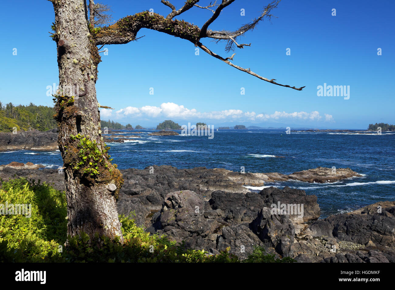 Barkley Sound framed by tree along Lighthouse Loop, Wild Pacific Trail ...