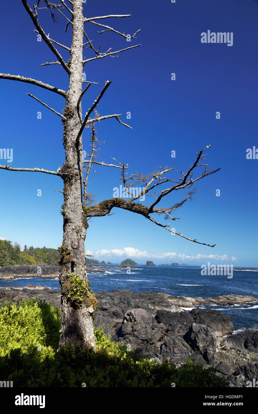 Barkley Sound framed by tree along Lighthouse Loop, Wild Pacific Trail ...