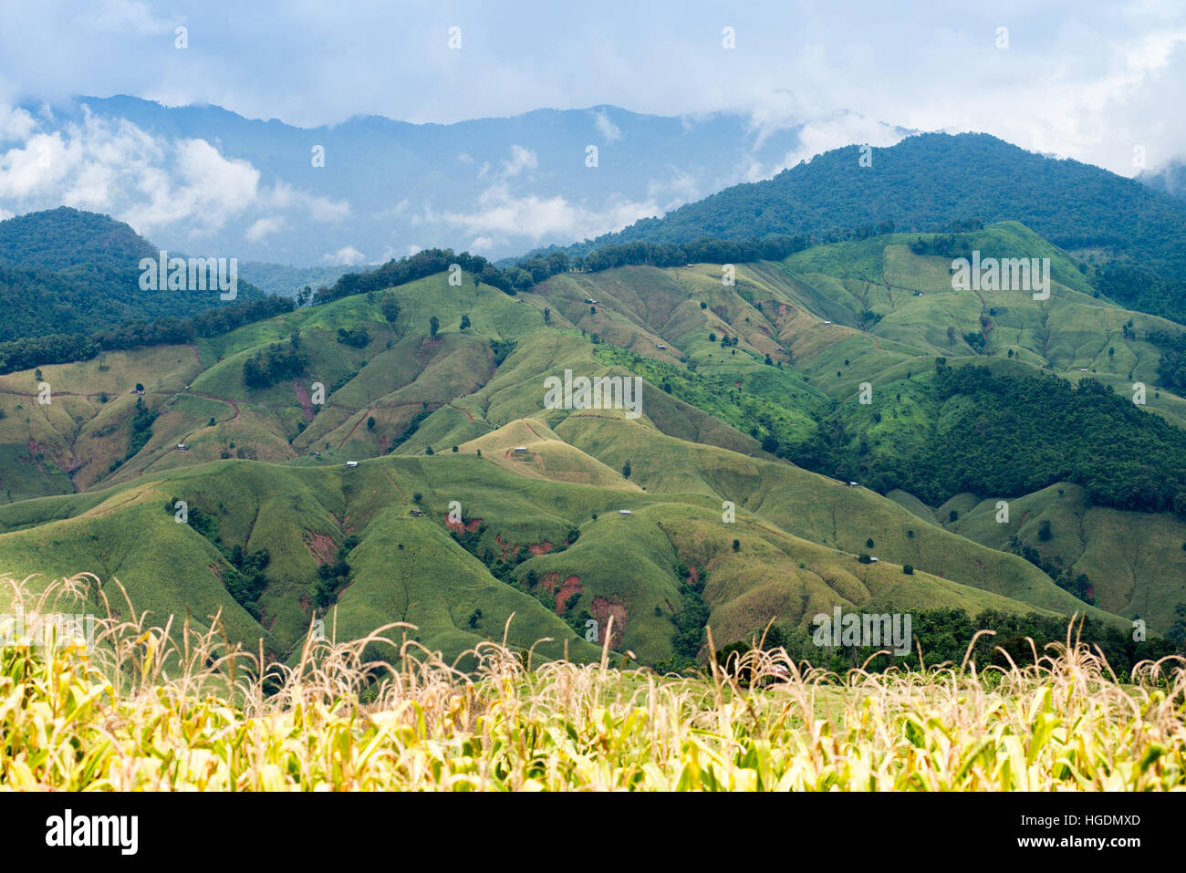 Hill slopes planted with rice and corn in Thailand Stock Photo - Alamy