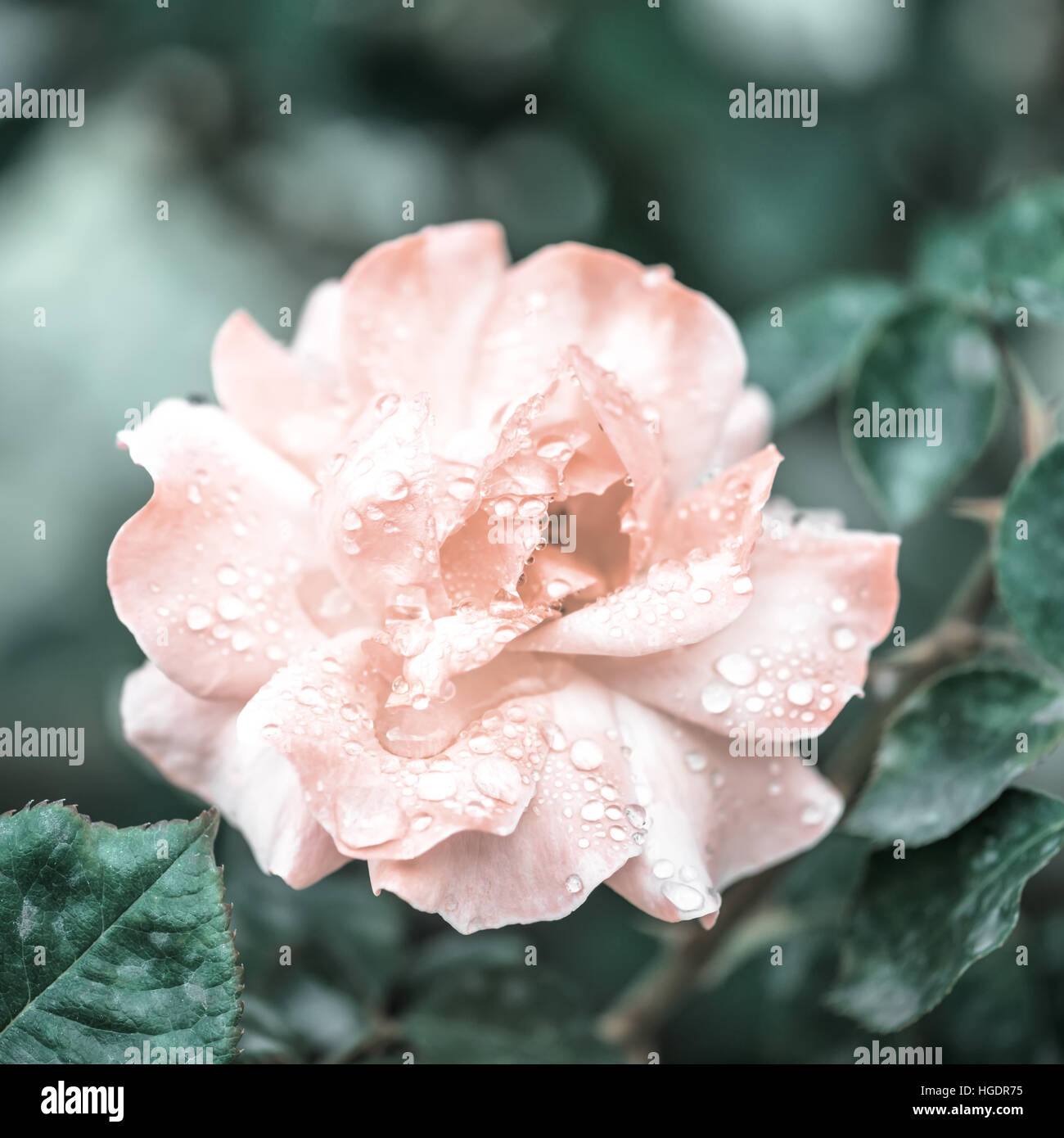 beautiful romantic pink roses flowers with dew, soft selective focus ...