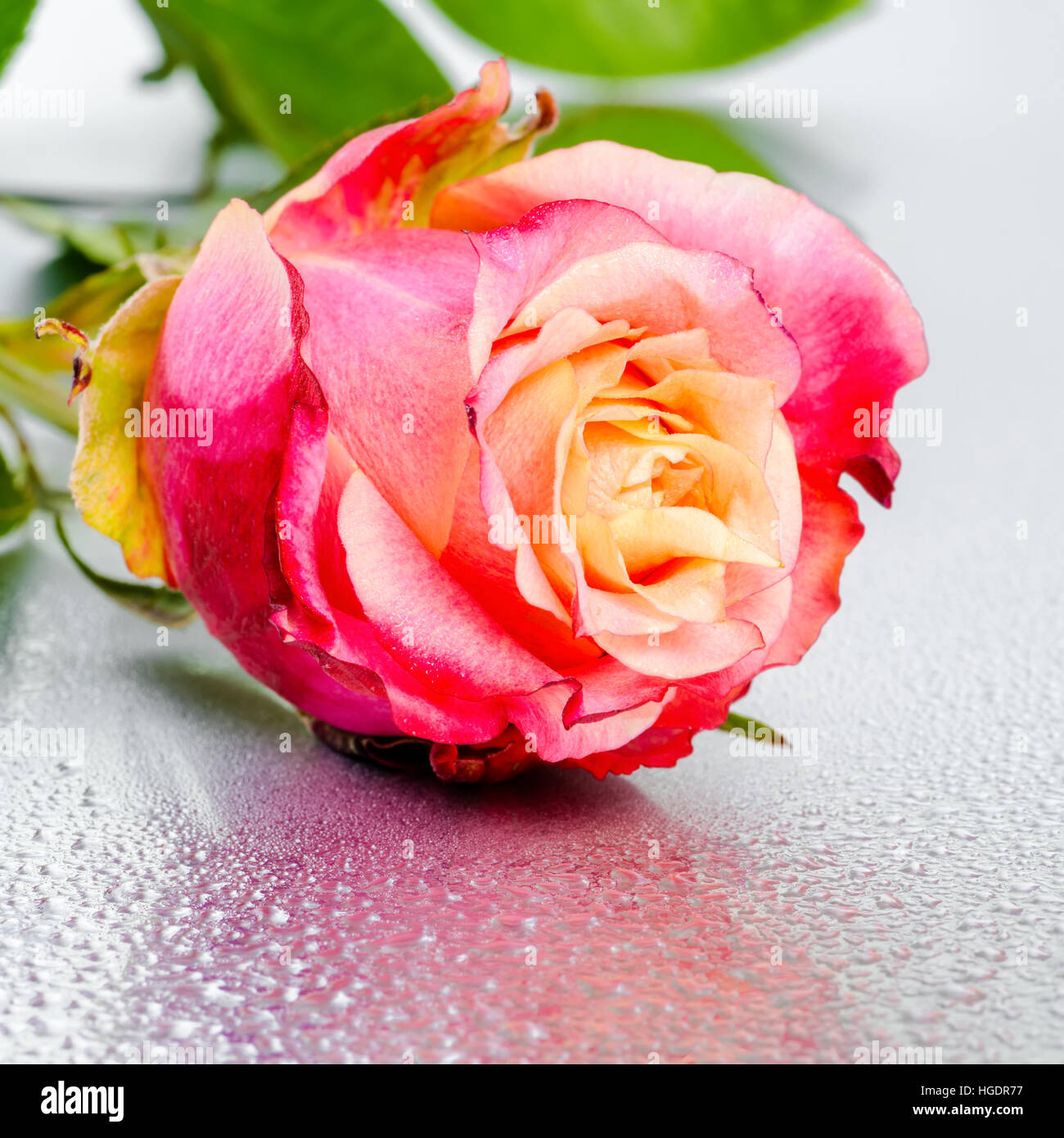 beautiful pink rose flower on light background with drops, close up ...