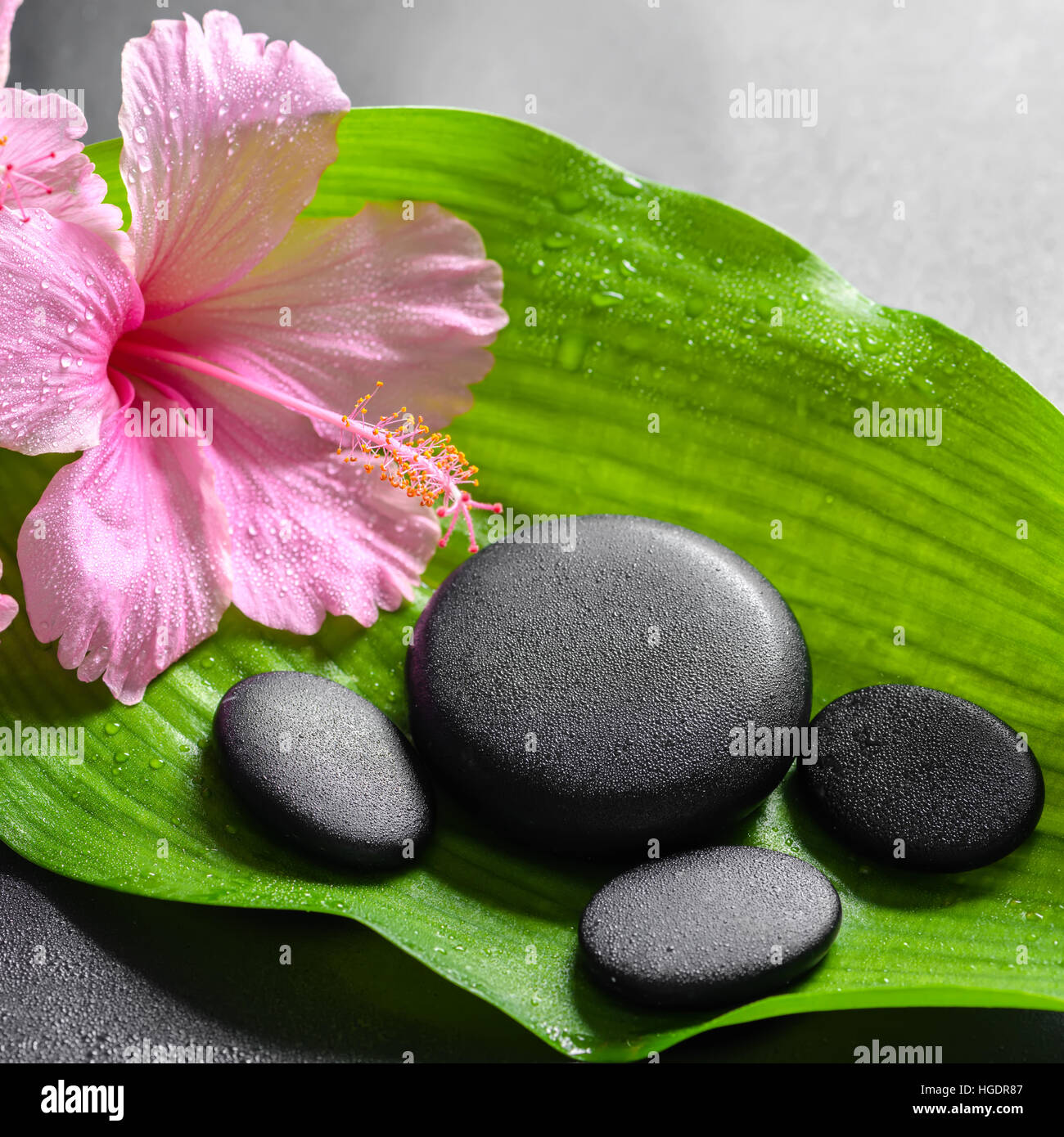 Hibiscus flow hi-res stock photography and images - Alamy