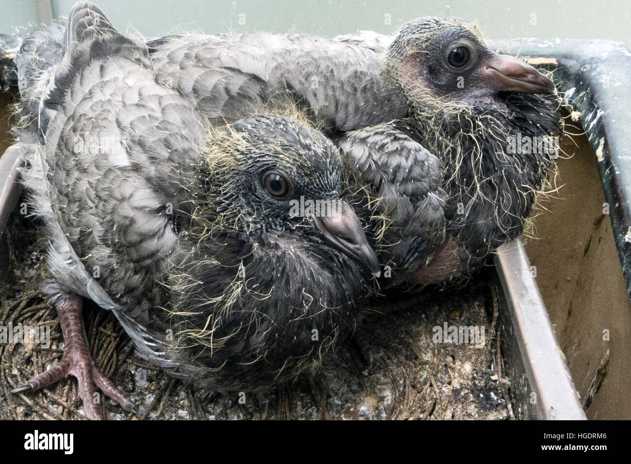 Baby pigeon squab hi-res stock photography and images - Alamy