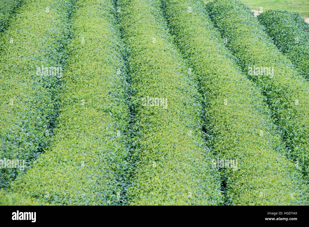 Rows of tea plantation in Moc Chau, Vietnam Stock Photo - Alamy
