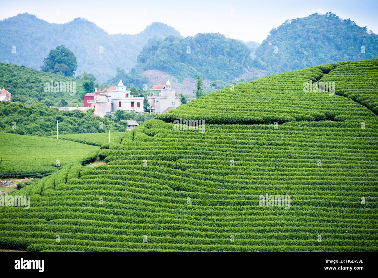 Terraced tea plantation in Moc Chau, Vietnam Stock Photo - Alamy