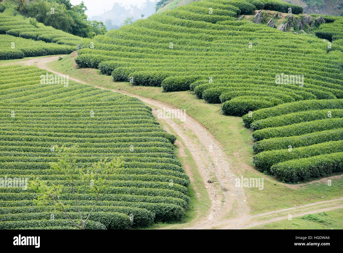Moc chau farm hi-res stock photography and images - Alamy