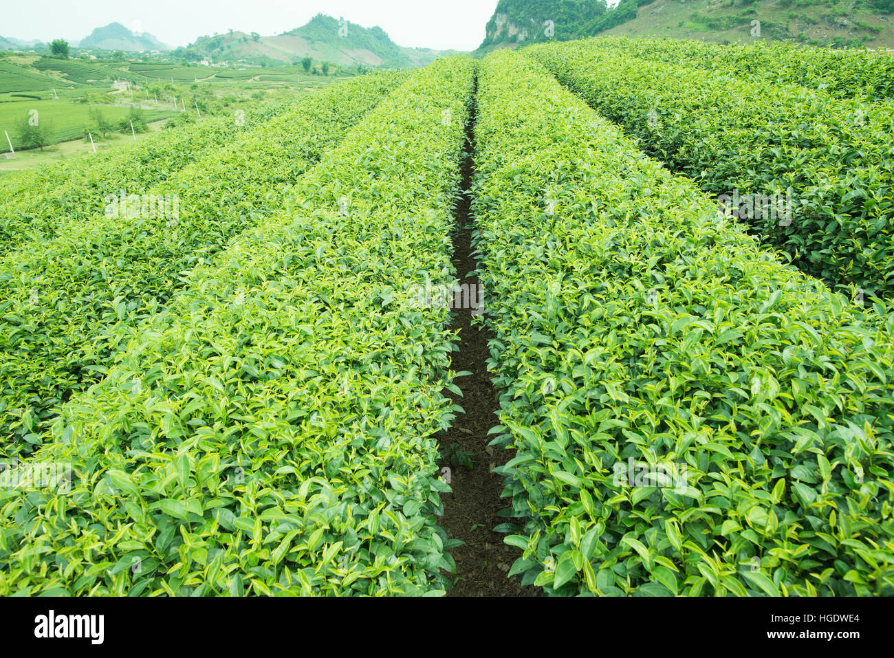 Terraced tea plantation in Moc Chau, Vietnam Stock Photo - Alamy