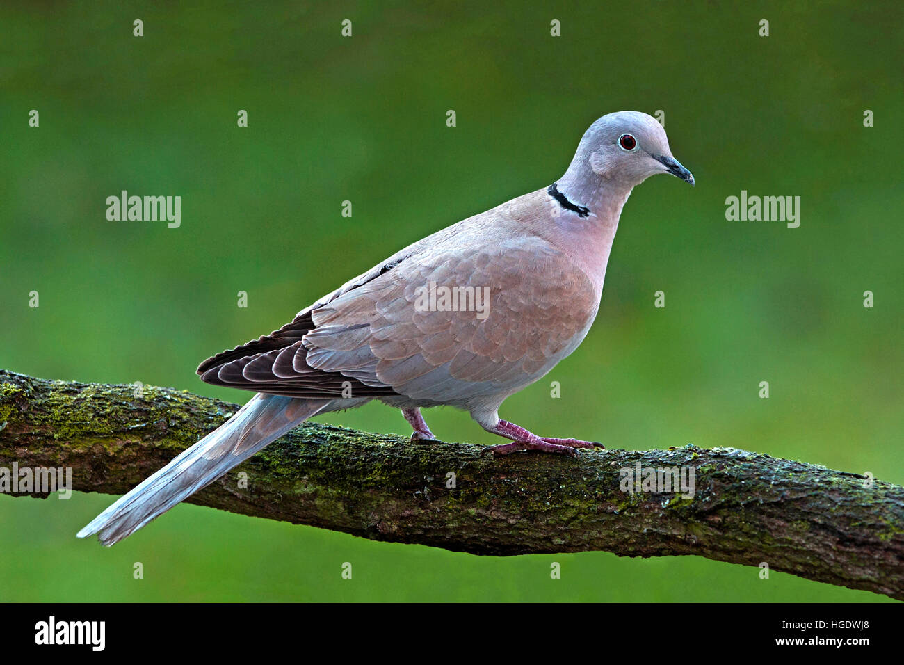 Dove with branch hi-res stock photography and images - Alamy