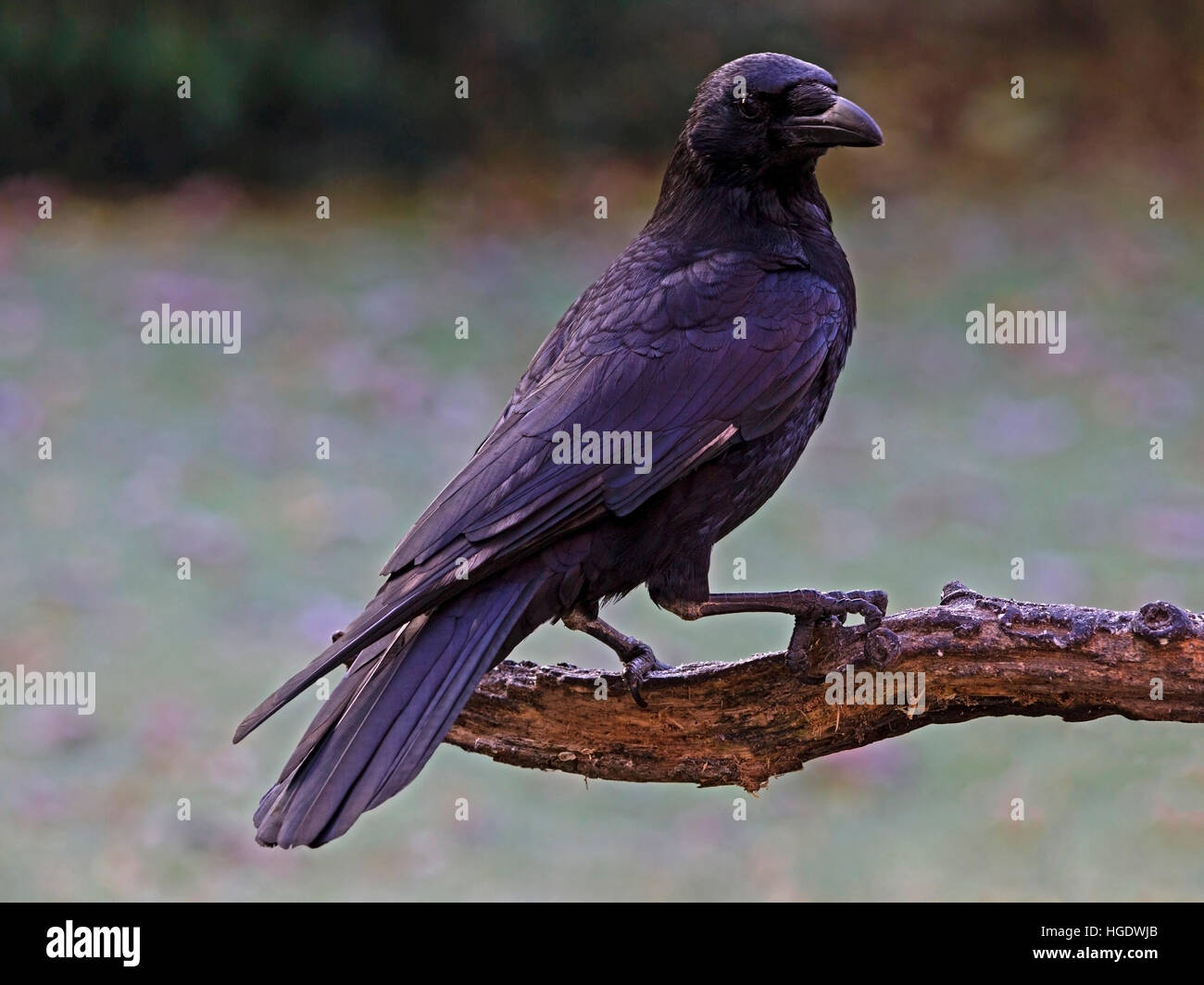 Carrion Crow Uk Stock Photos & Carrion Crow Uk Stock Images - Alamy