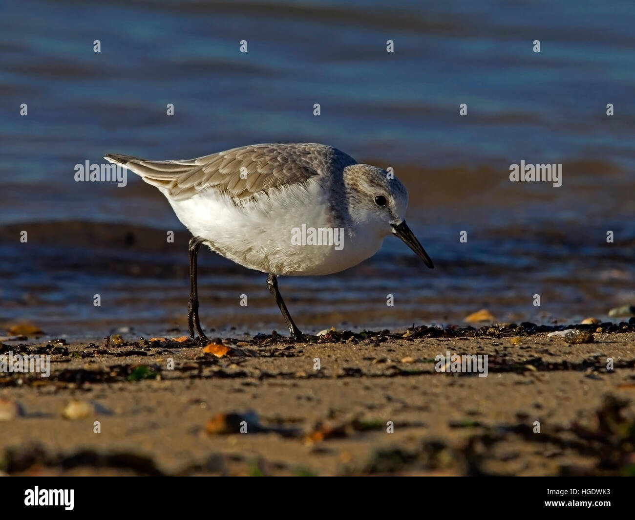 Sanderling in winter plumage at shoreline Stock Photo - Alamy