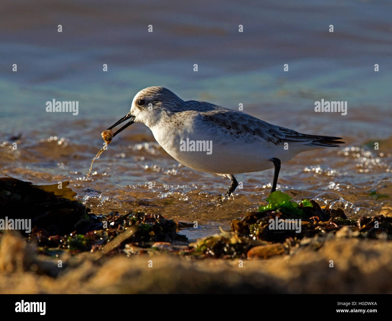 Sanderling in winter plumage feeding at shoreline Stock Photo - Alamy