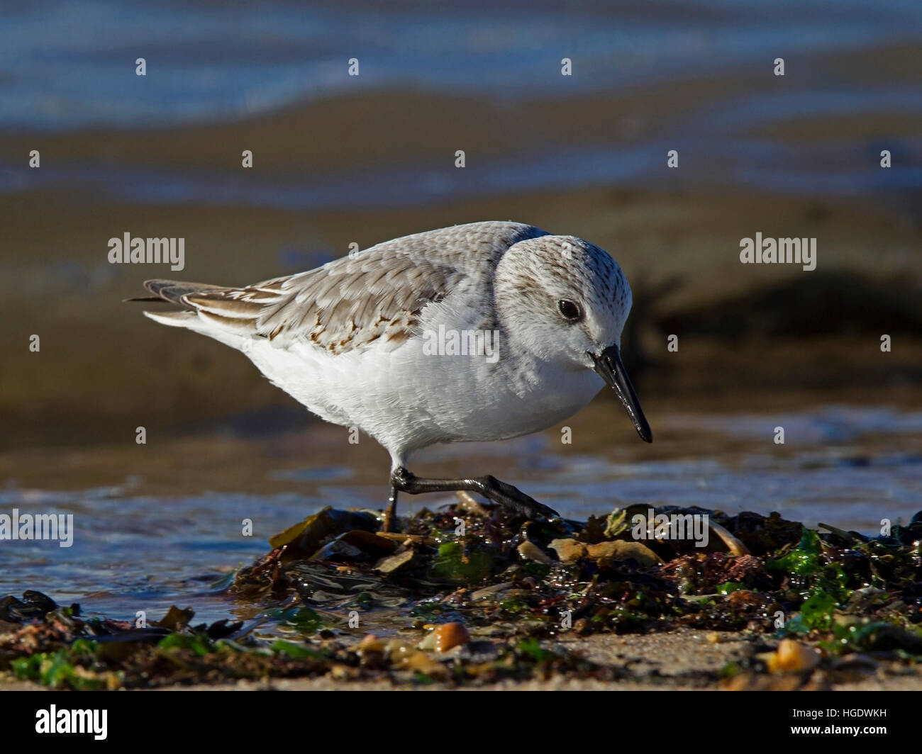 Sanderling in winter plumage hi-res stock photography and images - Alamy