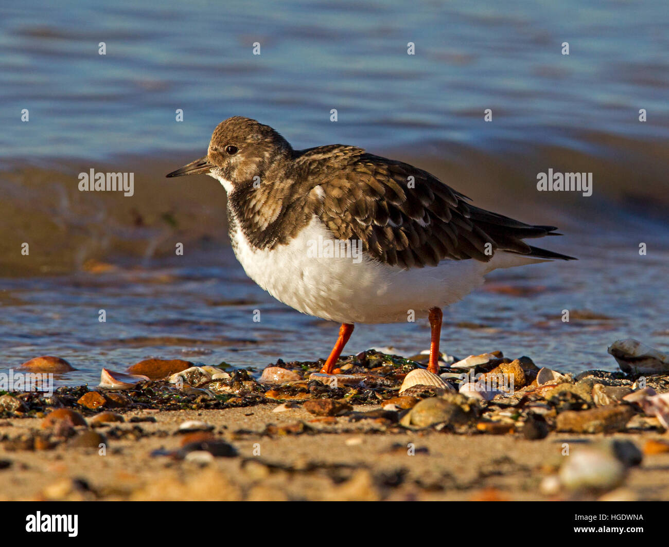 Turnstone In Winter Plumage High Resolution Stock Photography and ...
