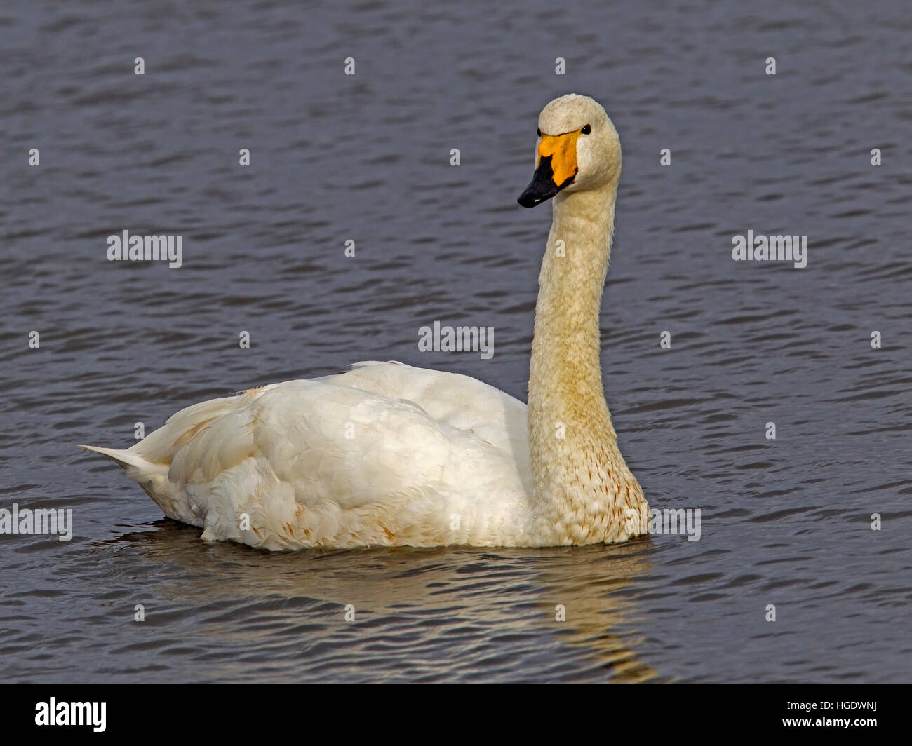 Swan on water hi-res stock photography and images - Alamy