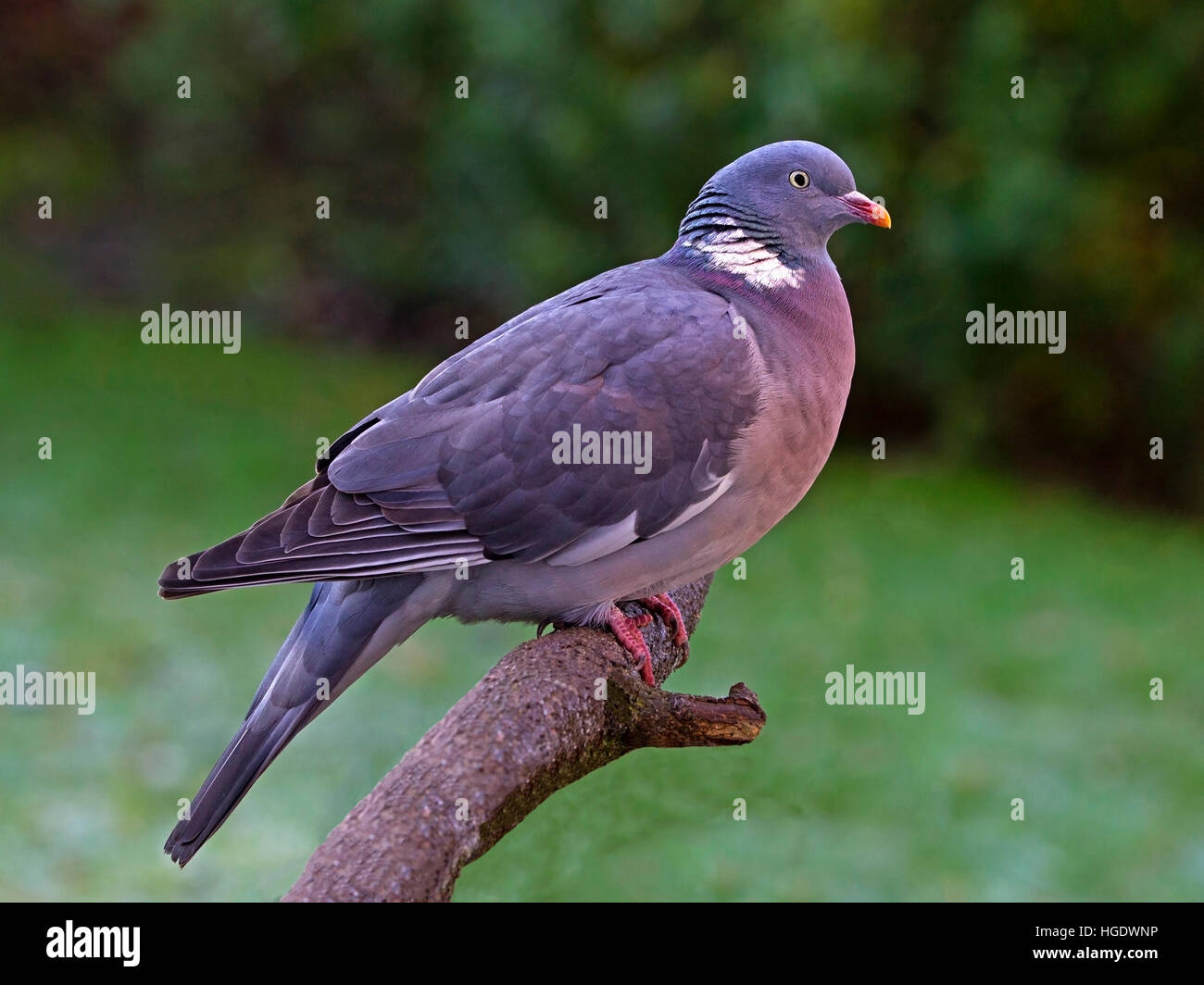 Common wood pigeon on branch hi-res stock photography and images - Alamy