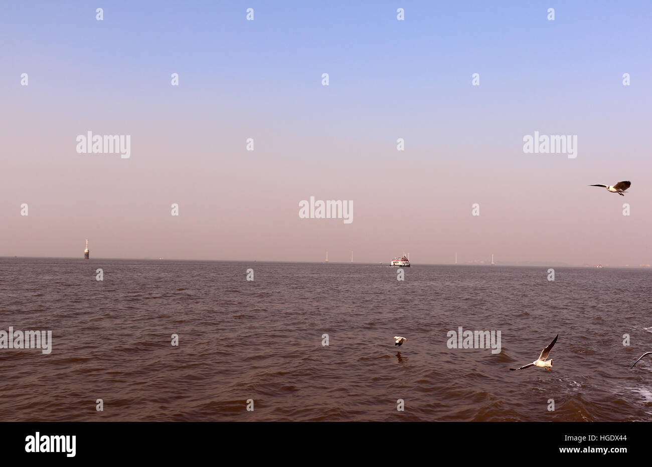 Independent birds hi-res stock photography and images - Alamy