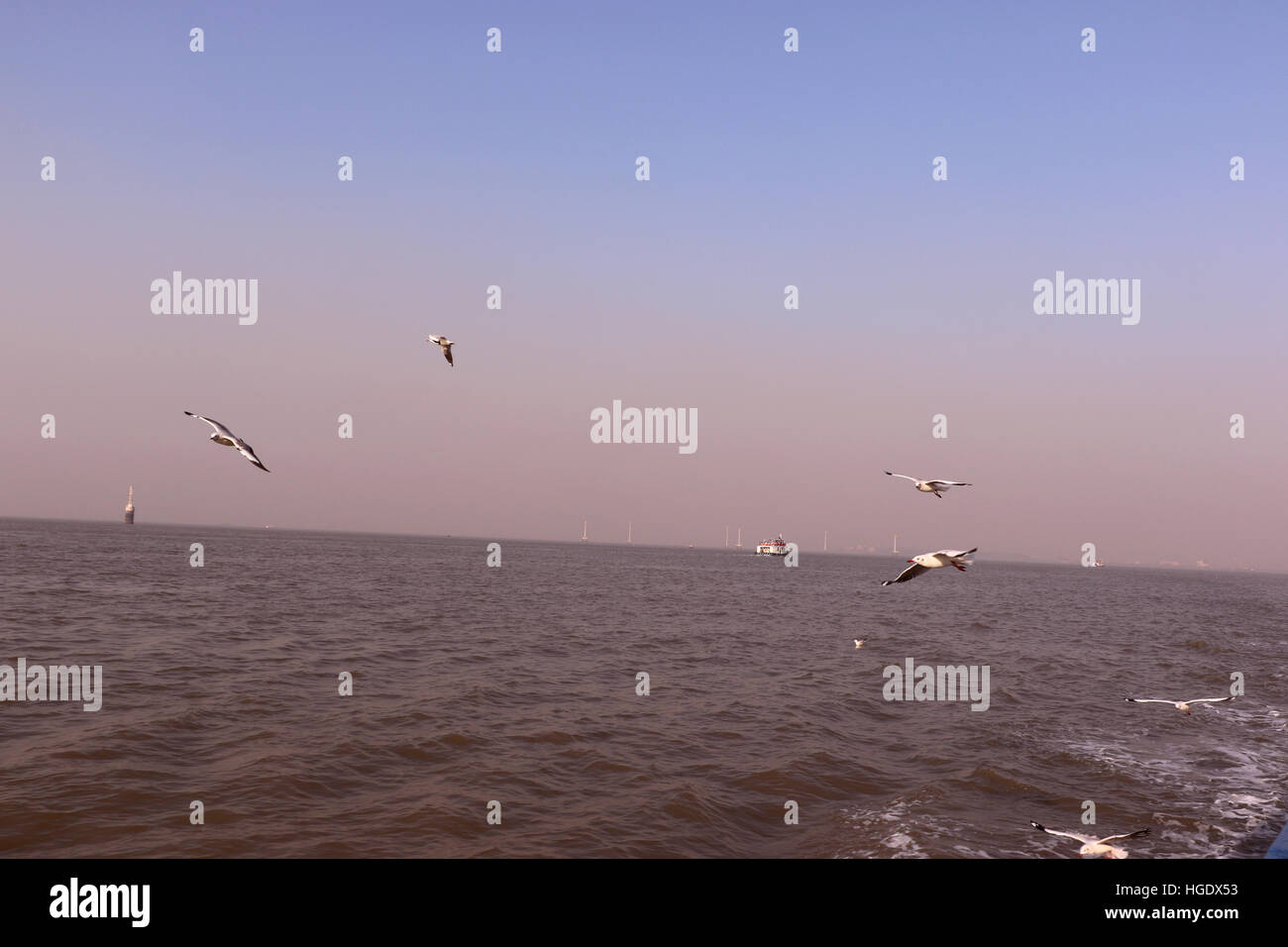 Top view flock birds over hi-res stock photography and images - Alamy
