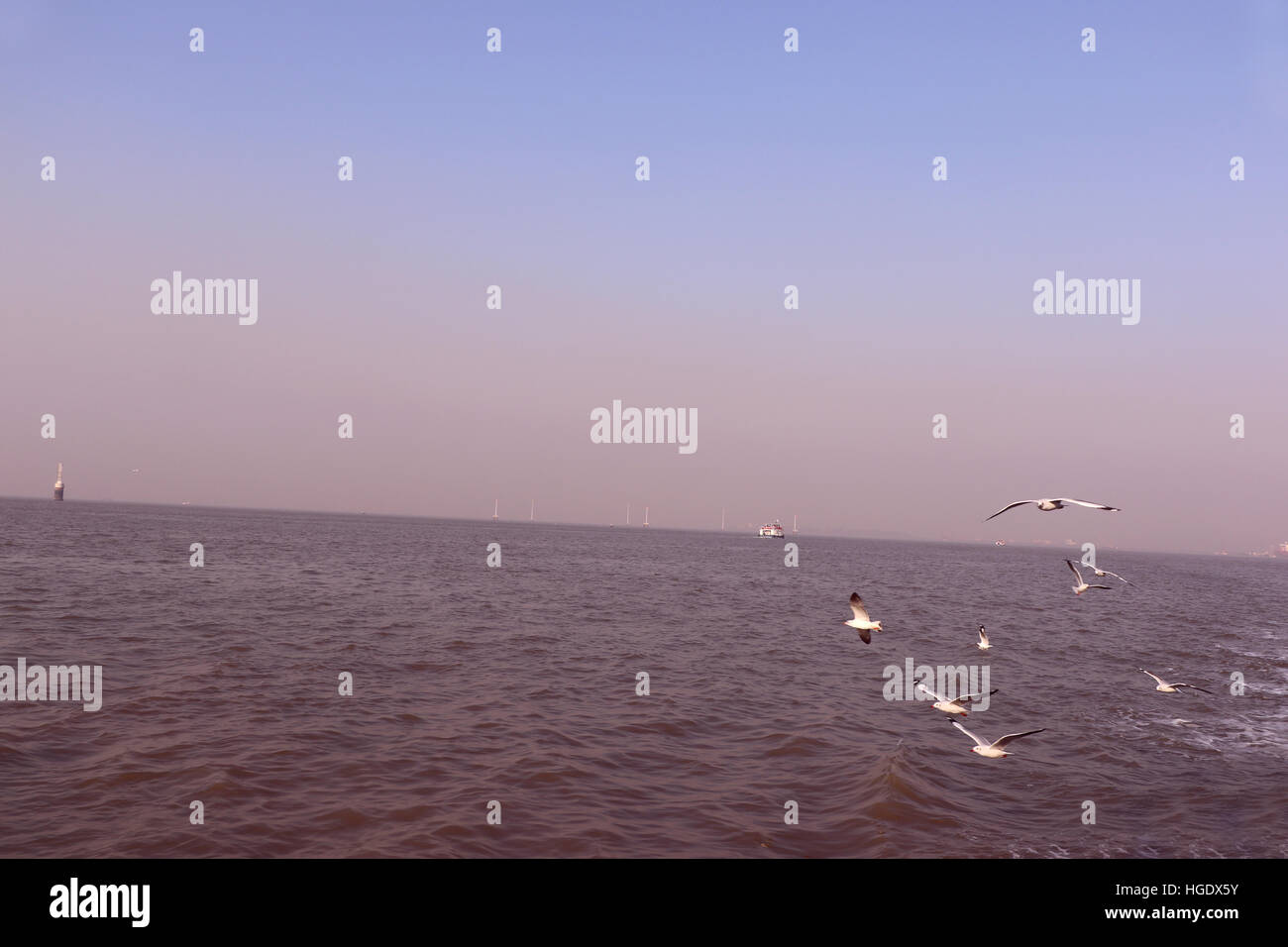 Flying water and sea birds hi-res stock photography and images - Alamy