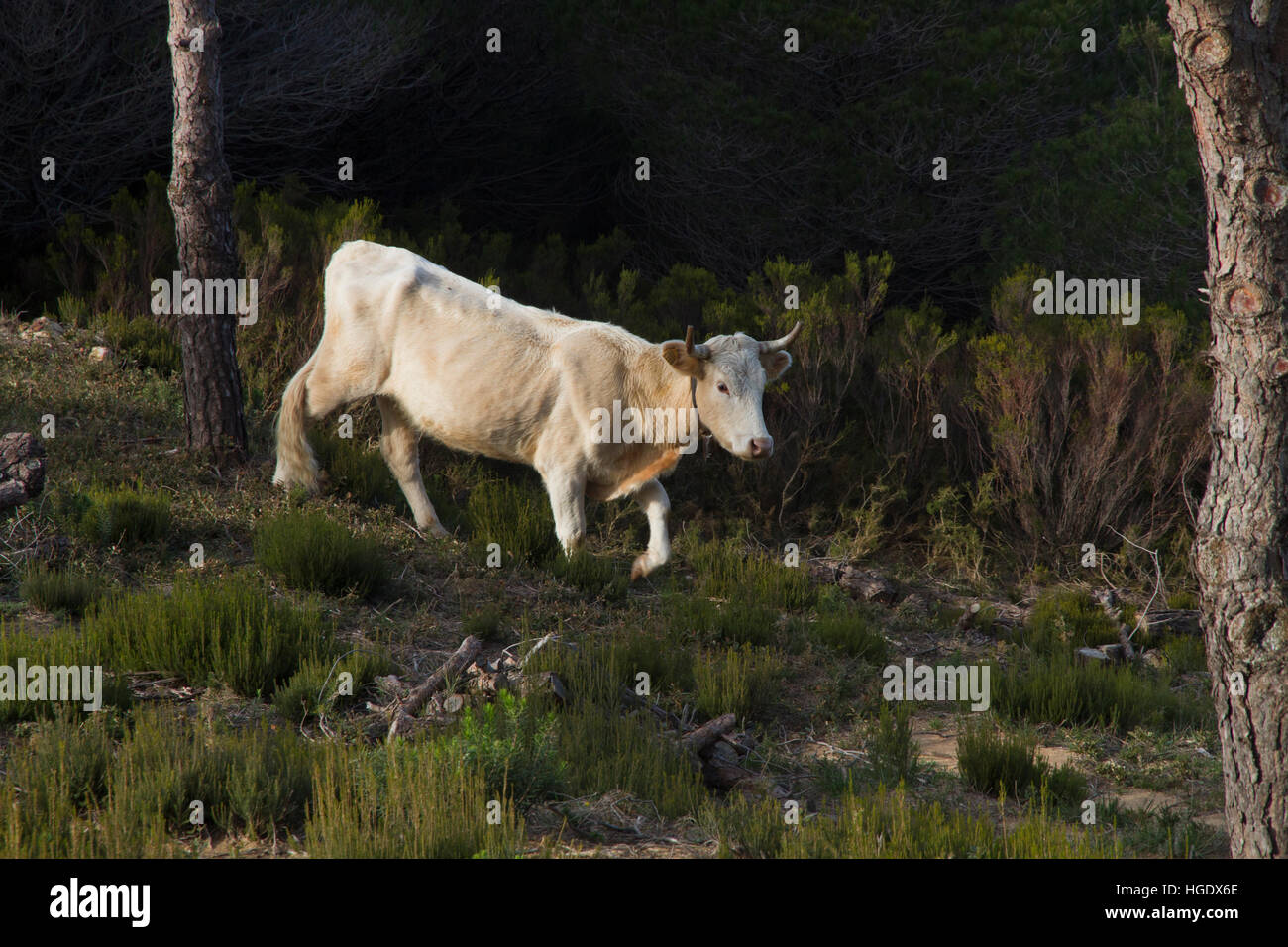 Spain cow hi-res stock photography and images - Alamy