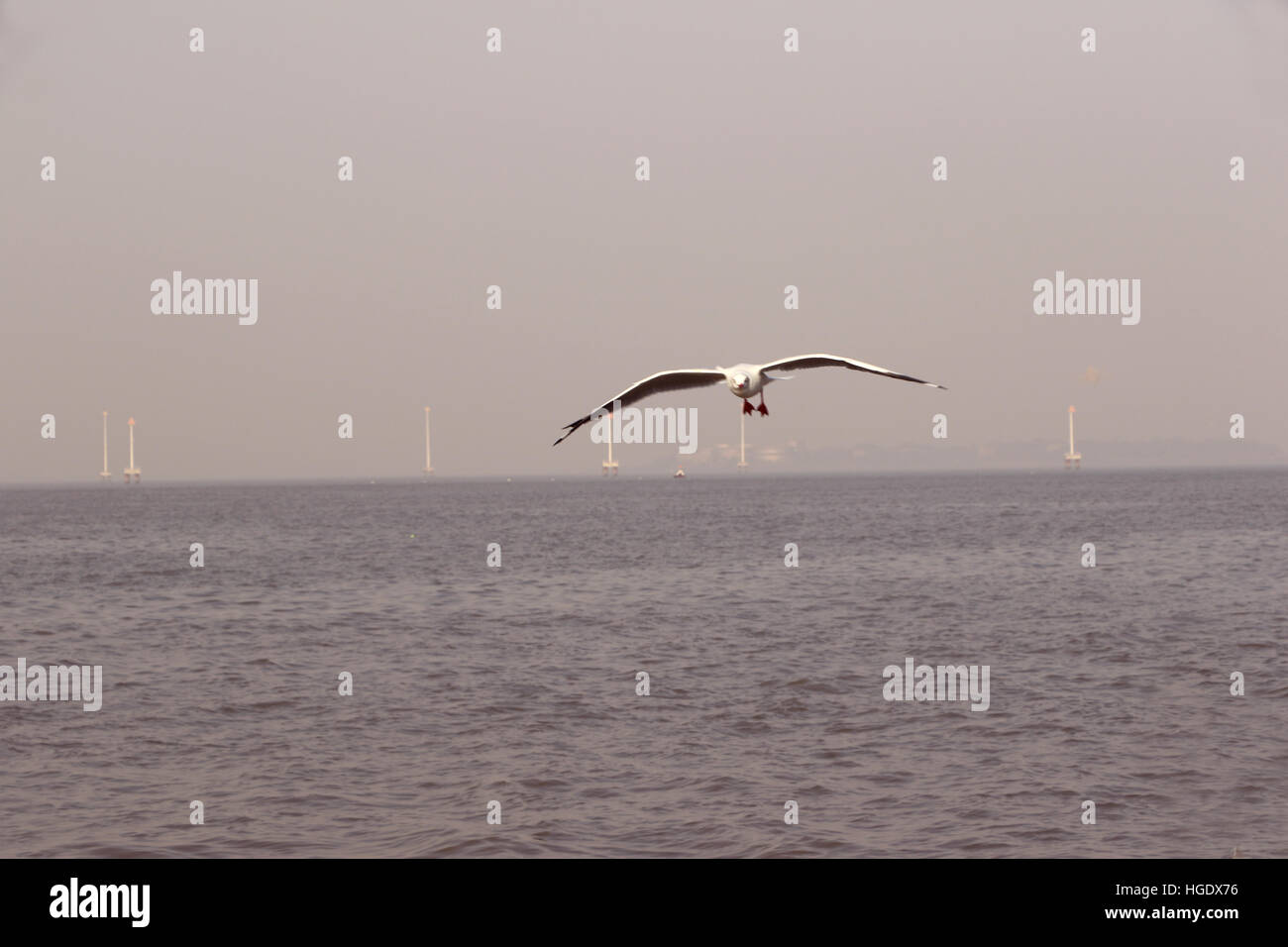 Independent birds hi-res stock photography and images - Alamy